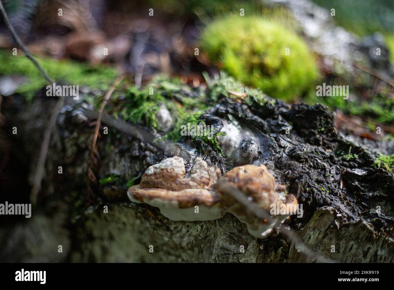 Funghi uk hi-res stock photography and images - Alamy