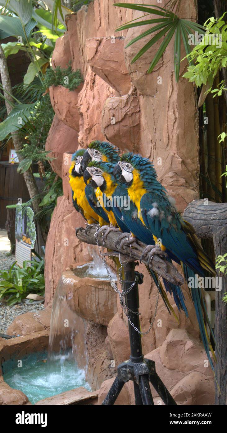 four blue and yellow macaws in a mini farm Stock Photo - Alamy