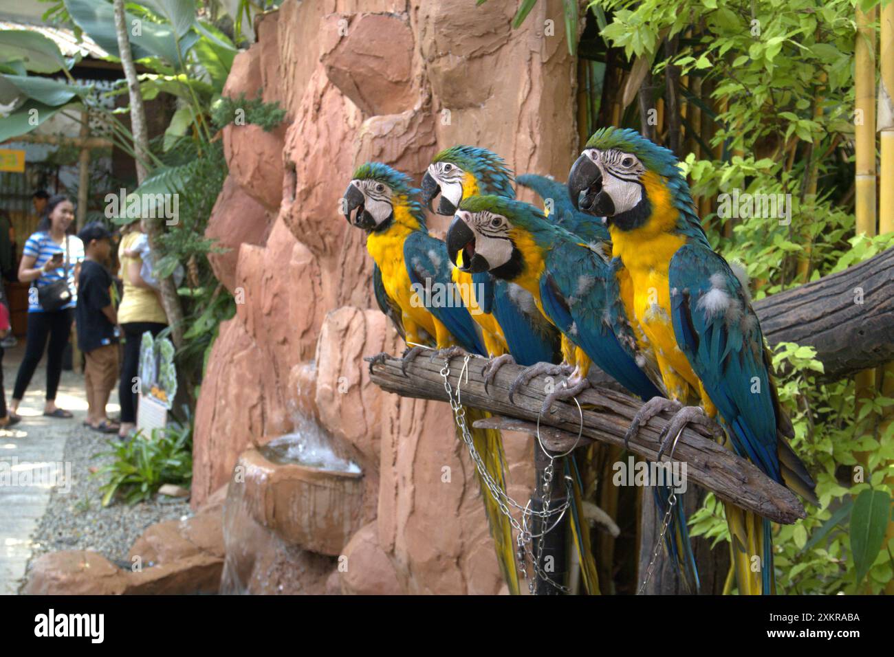 four blue and yellow macaws in a mini farm Stock Photo - Alamy