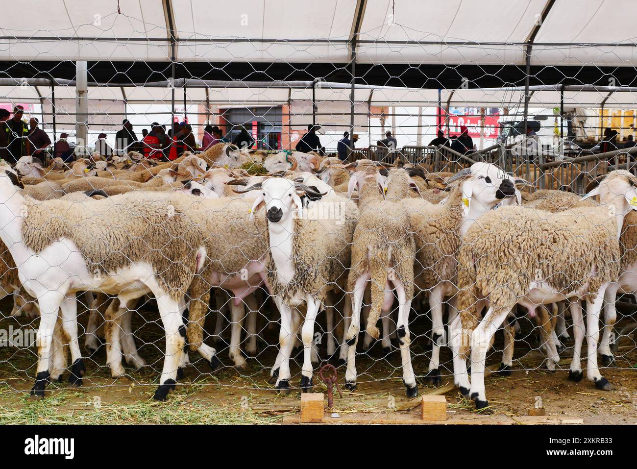 Goat goat meat in market hi-res stock photography and images - Alamy