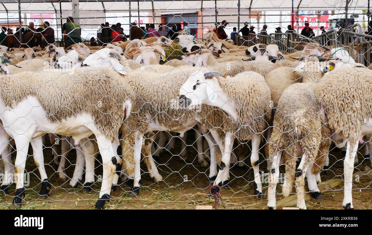 Morocco lamb hi-res stock photography and images - Alamy