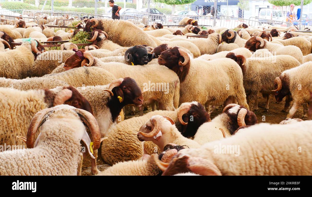 Market lamb hi-res stock photography and images - Alamy