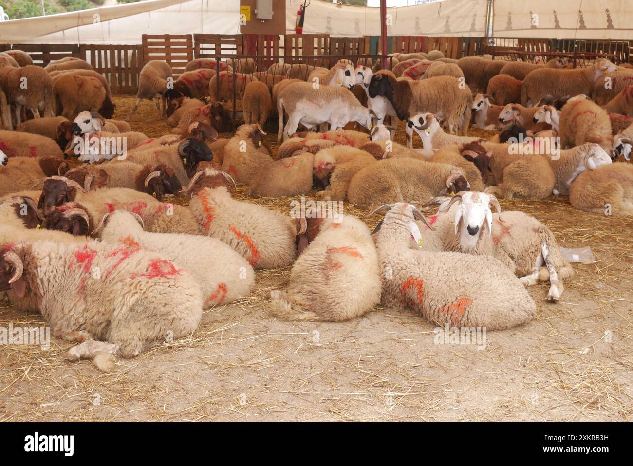 Morocco lamb hi-res stock photography and images - Alamy