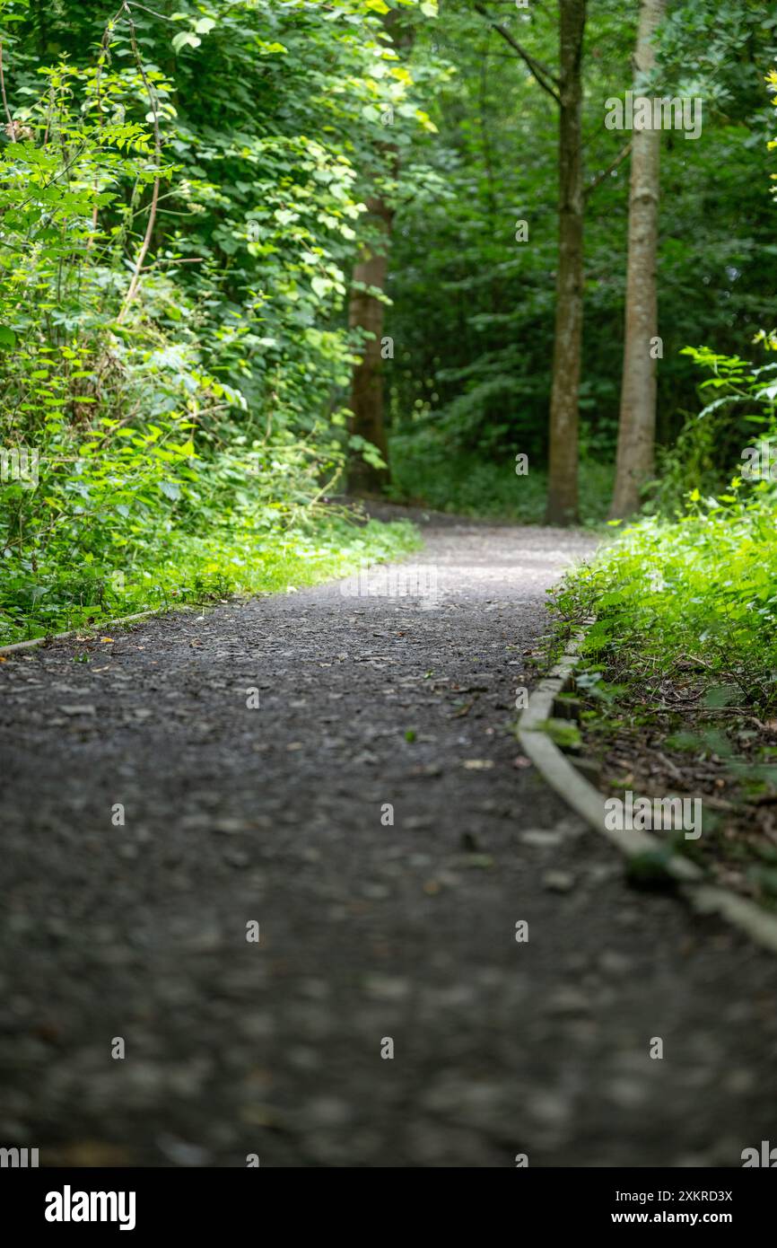 Path winding through trees in a nature reserve surrounded by trees in ...