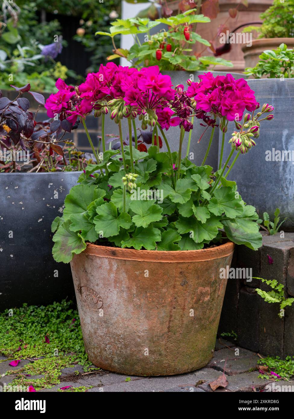 Vintage terracotta pot of bright pink geraniums on rustic cobbled ...