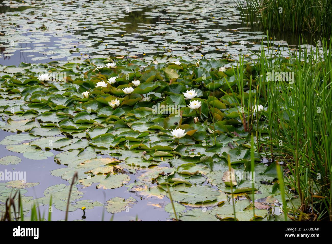 Lilies in flower floating on the surface of a large pond in the English ...