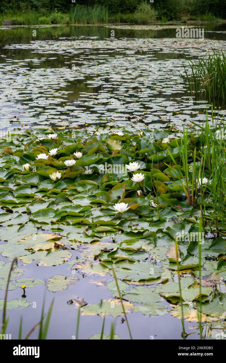 Mass of floating aquatic plants hi-res stock photography and images - Alamy