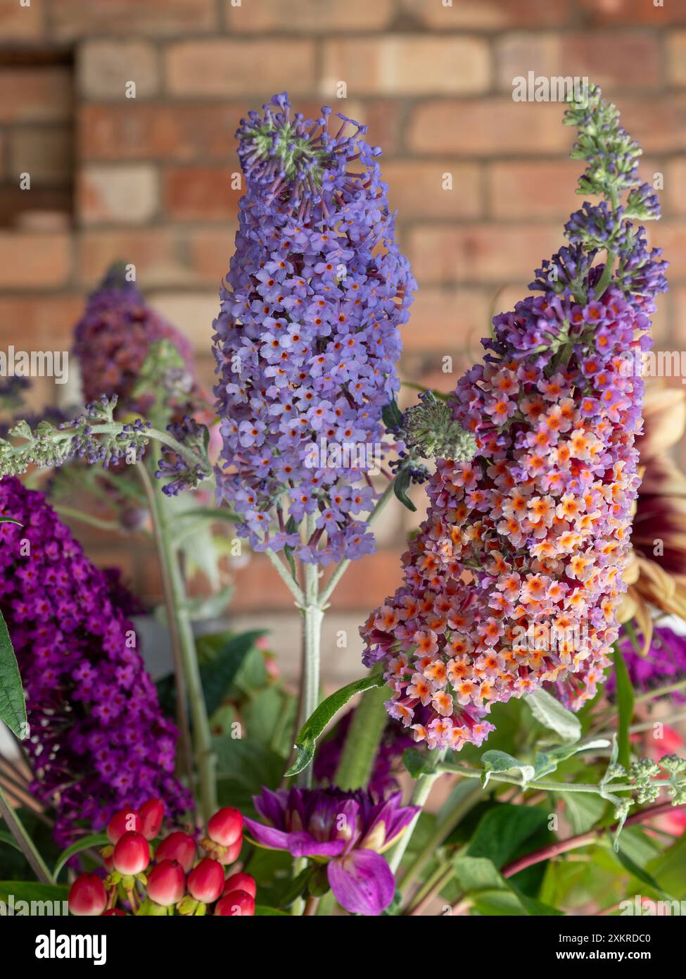 Three different butterfly bush cut flower spikes: Buddleia 'Flower ...