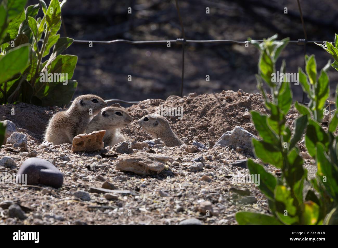 Three squirrels together hi-res stock photography and images - Alamy