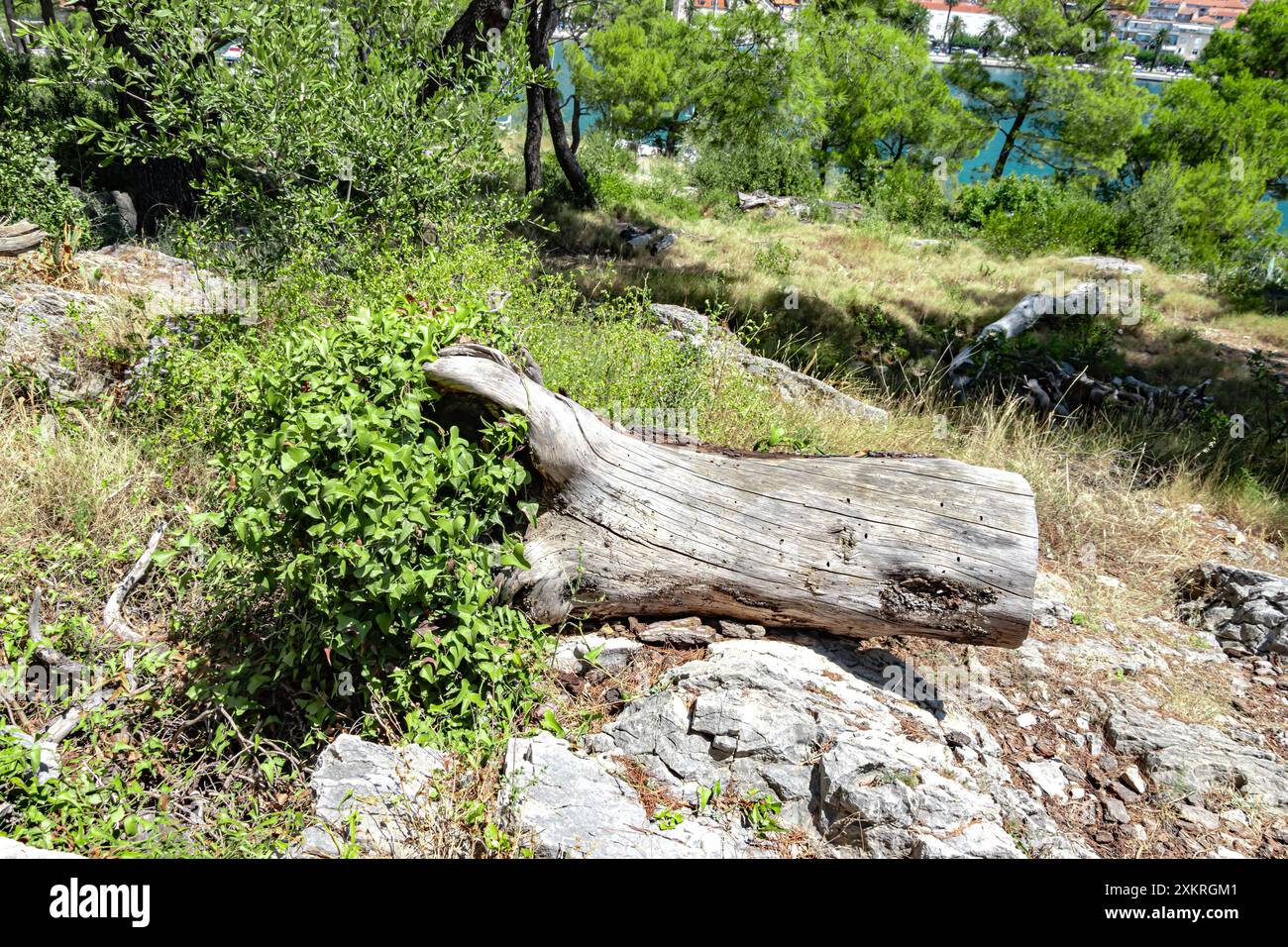 Stump plant hi-res stock photography and images - Alamy