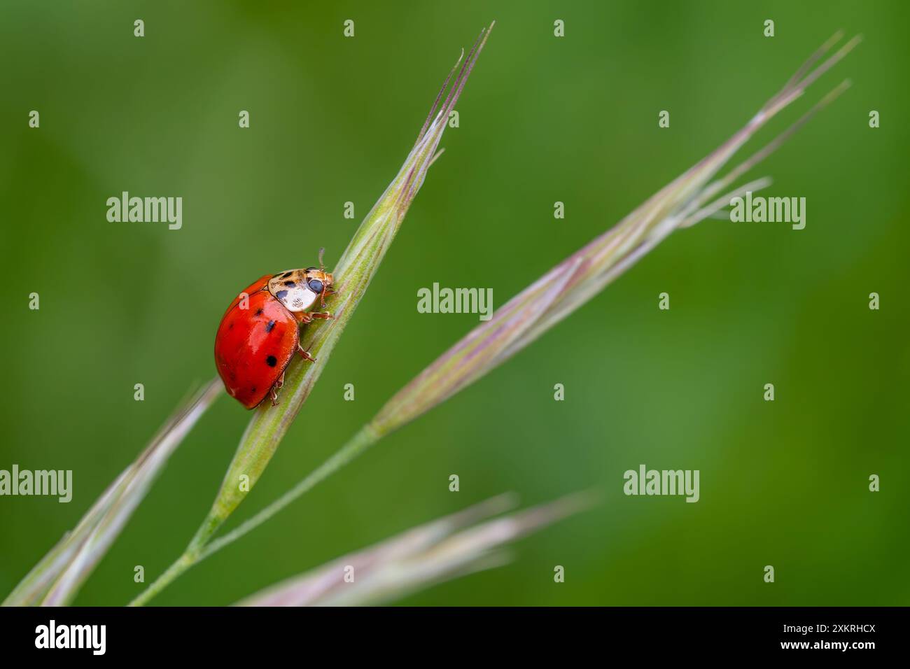 Multicolored asian lady beetle hi-res stock photography and images - Alamy