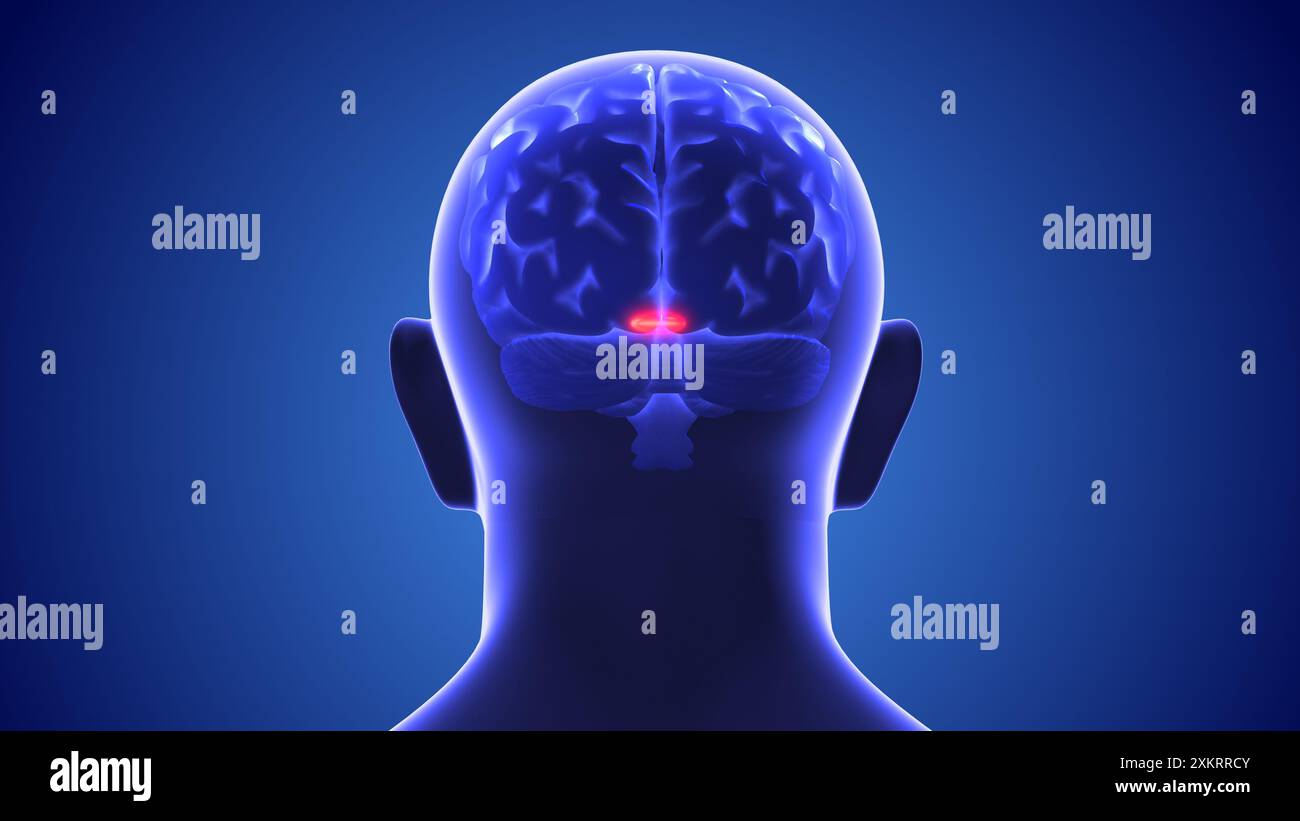 New brain target for treatment of autism Stock Photo - Alamy