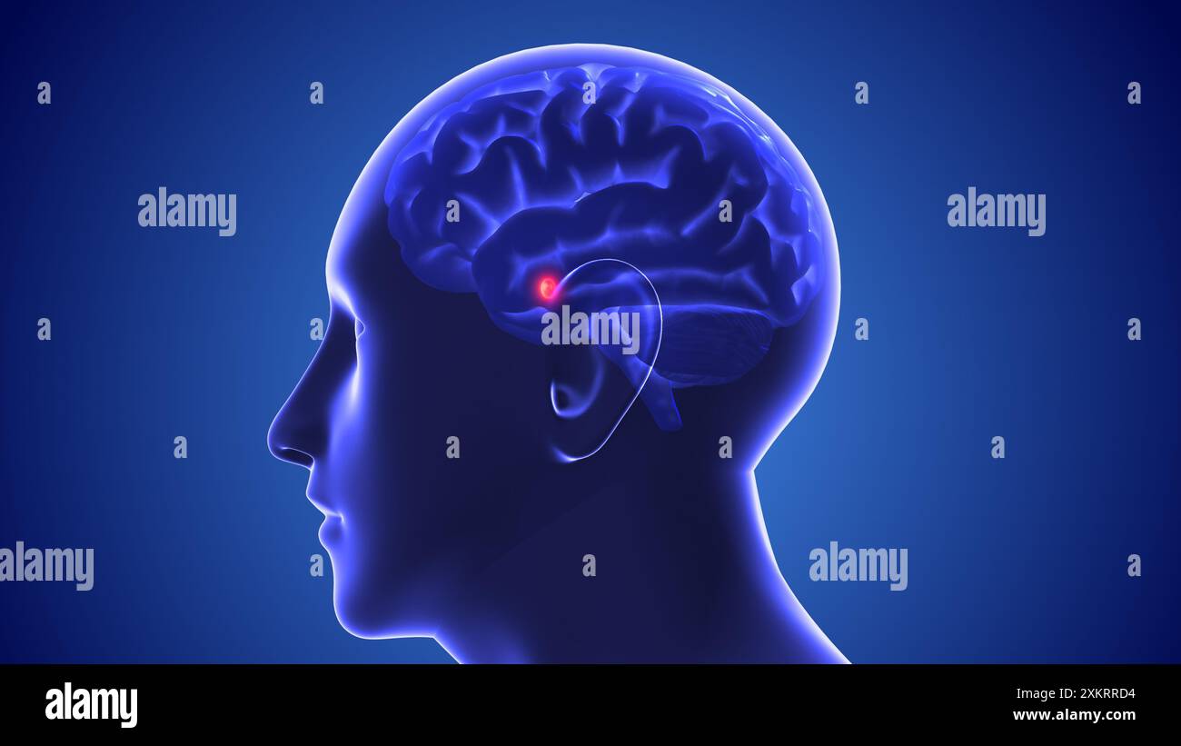 New brain target for treatment of autism Stock Photo - Alamy