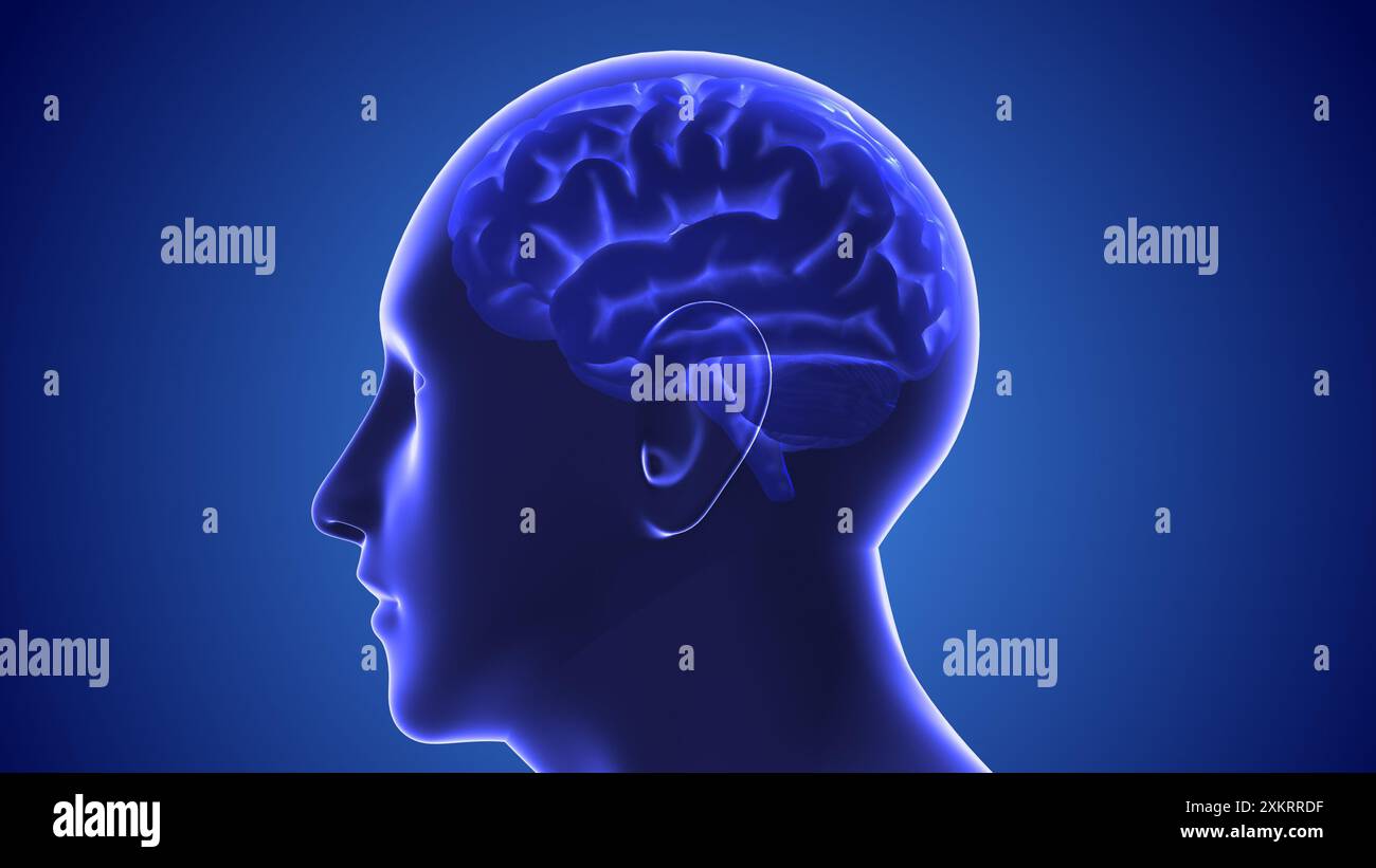 Medical concept of the human brain Stock Photo - Alamy