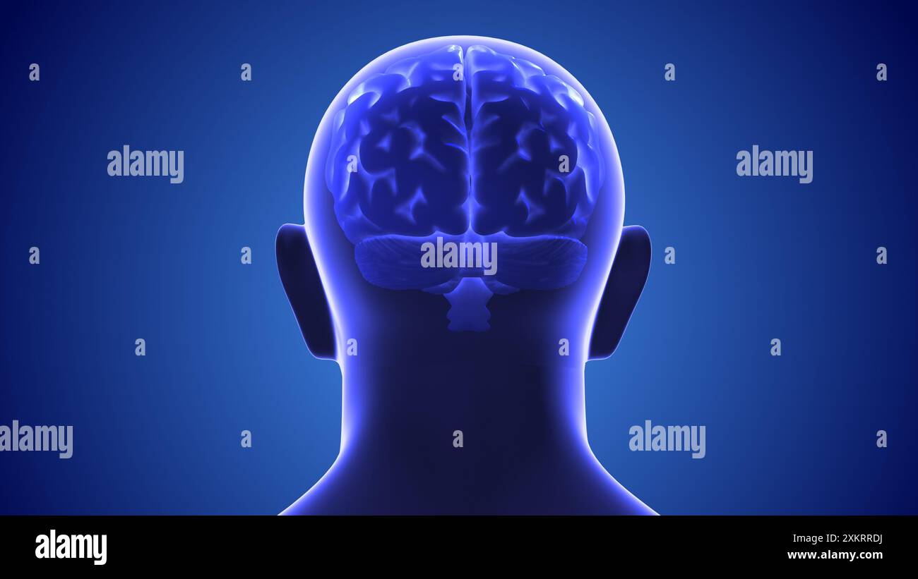 Human brain anatomy structure cerebral hi-res stock photography and ...