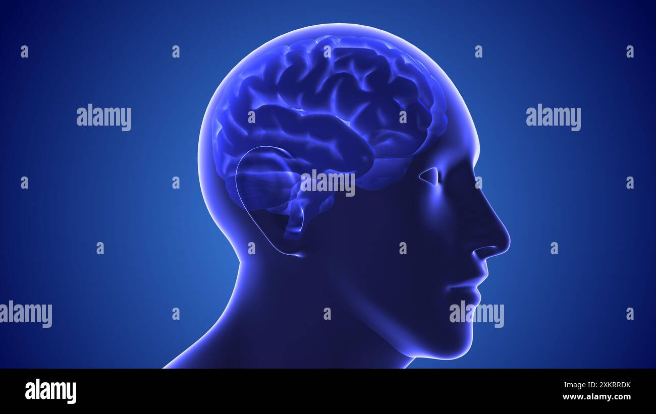 Human intelligence brain medical hi-res stock photography and images ...