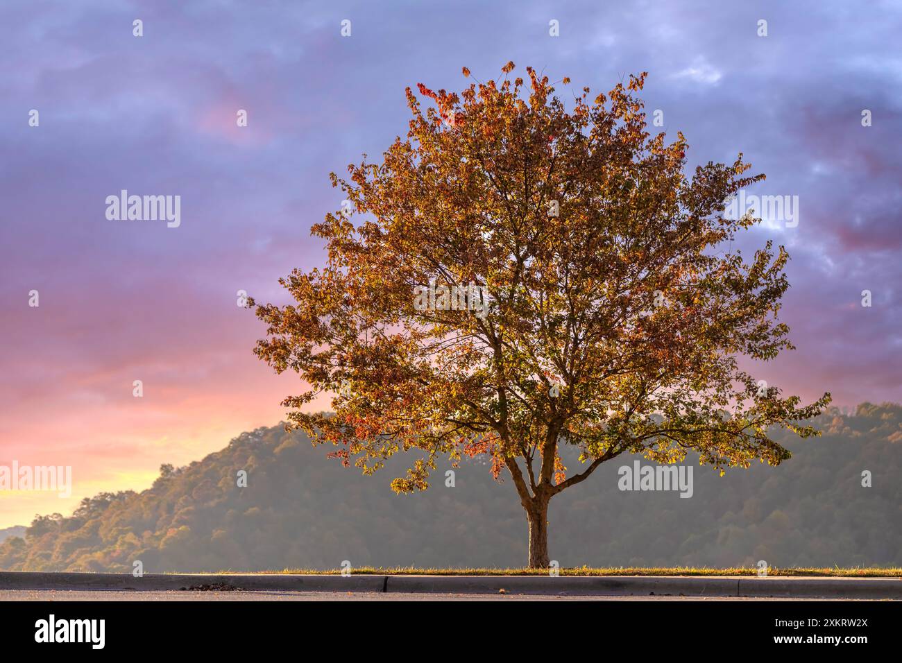 Colorful autumn nature. Canopies of yellow forest trees in fall season ...
