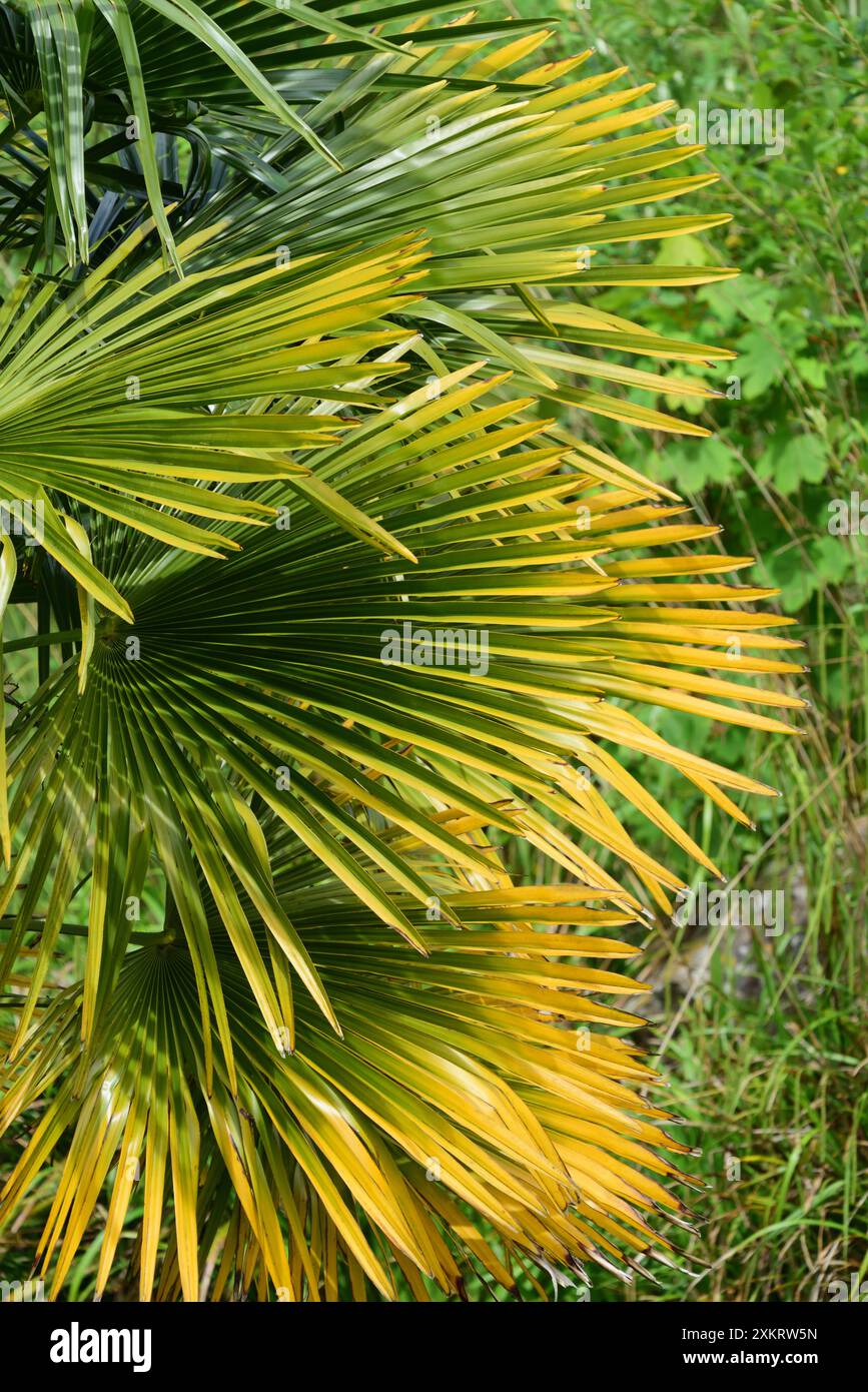 Devon palms hi-res stock photography and images - Alamy