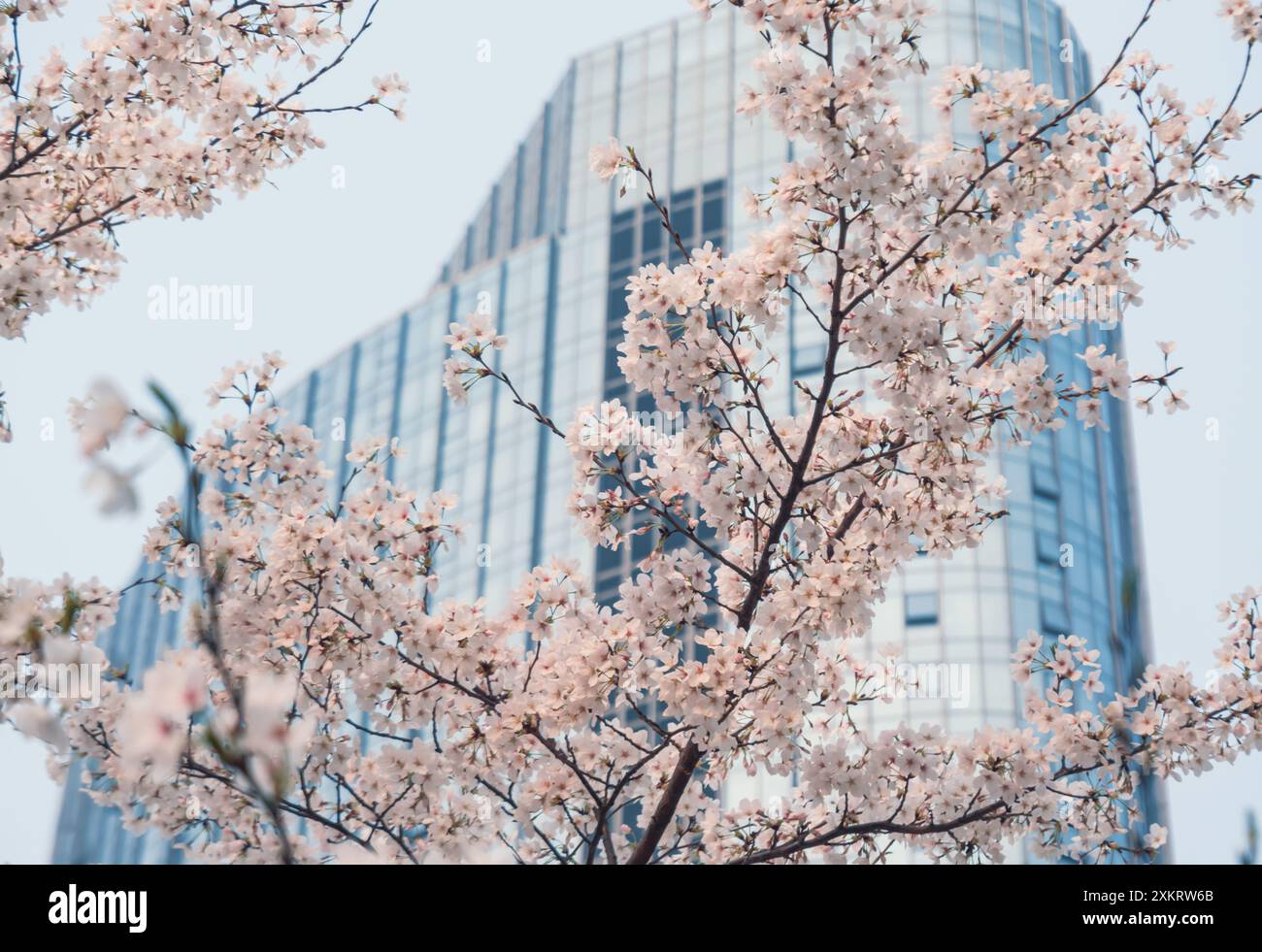 A cherry blossom tree in full bloom stands in front of a modern office ...