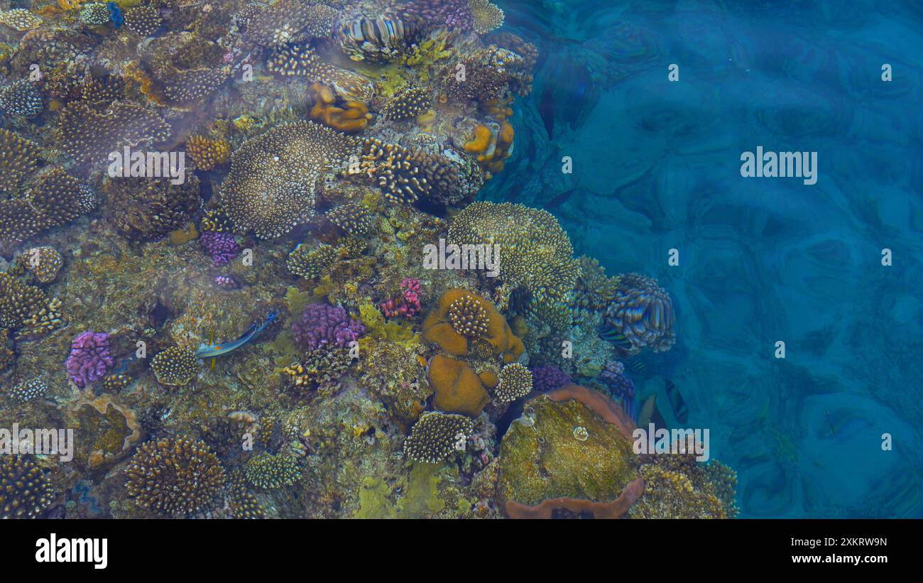 Hawaii healthy coral reef hi-res stock photography and images - Alamy
