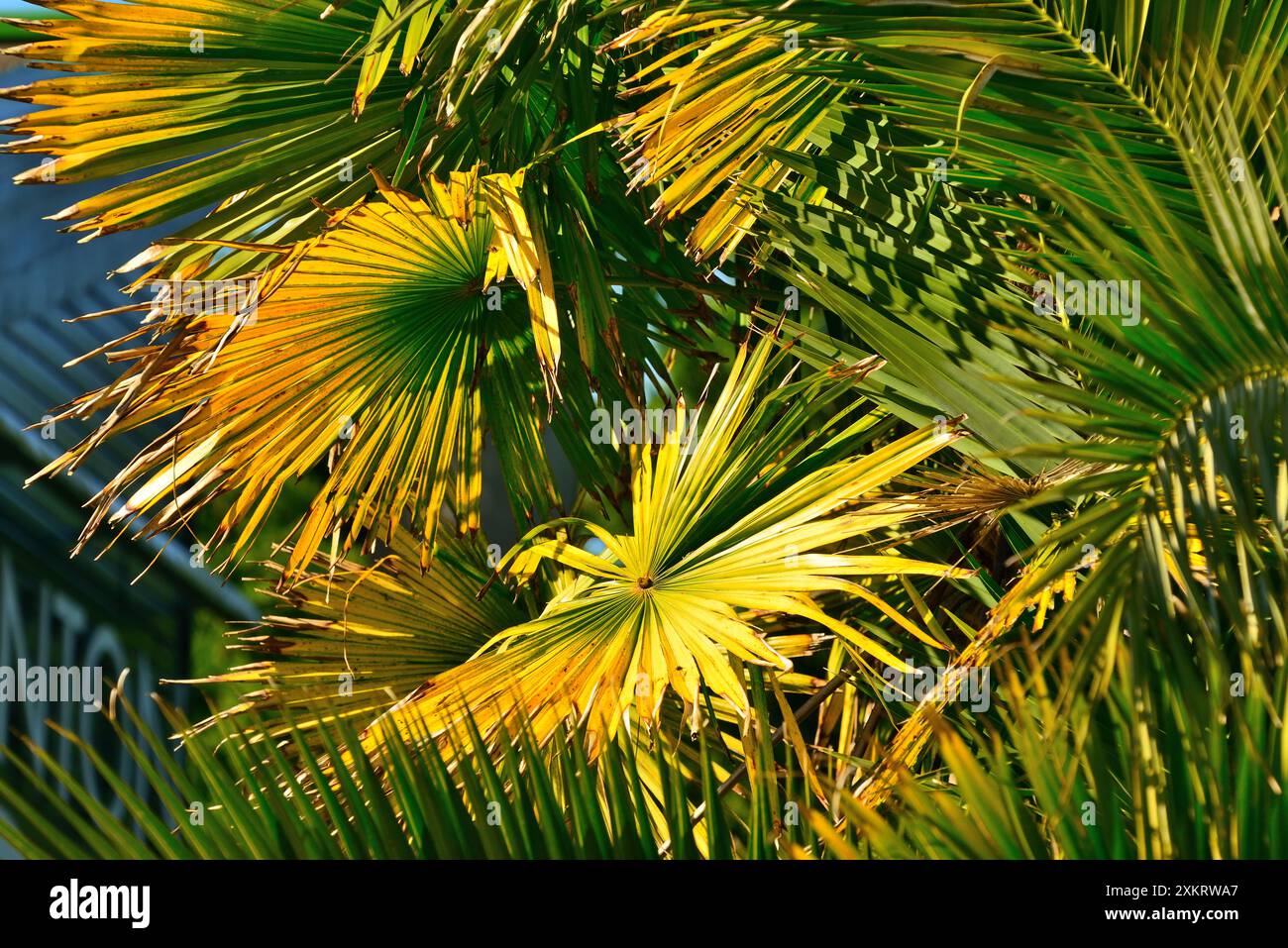 Palm tree leaves in Paignton, South Devon Stock Photo - Alamy