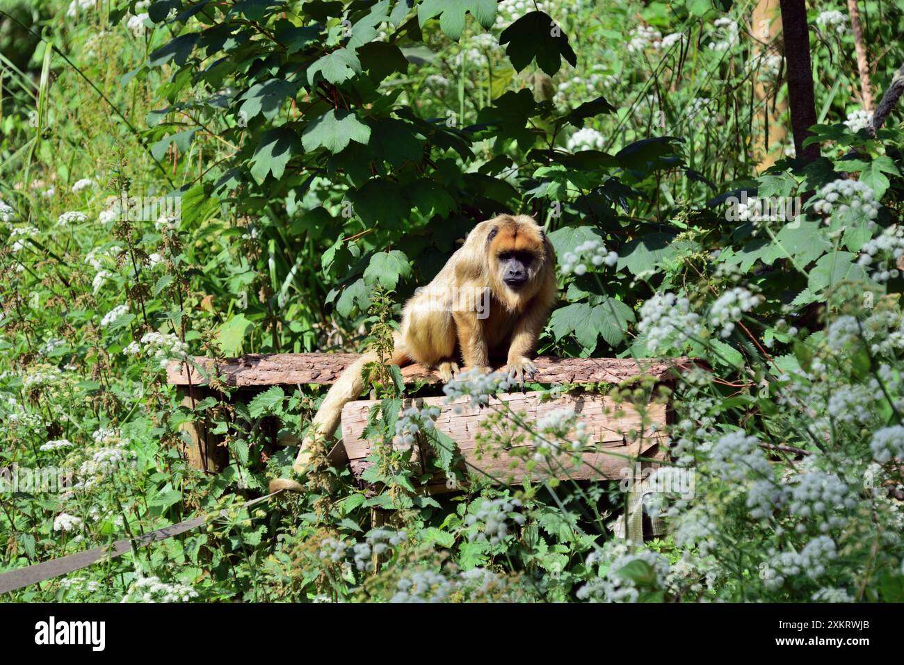 A Howler monkey at Paignton Zoo Stock Photo - Alamy