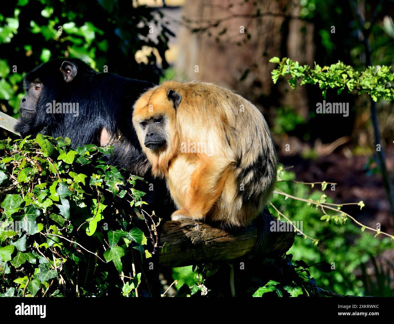 Endangered gibbons hi-res stock photography and images - Alamy