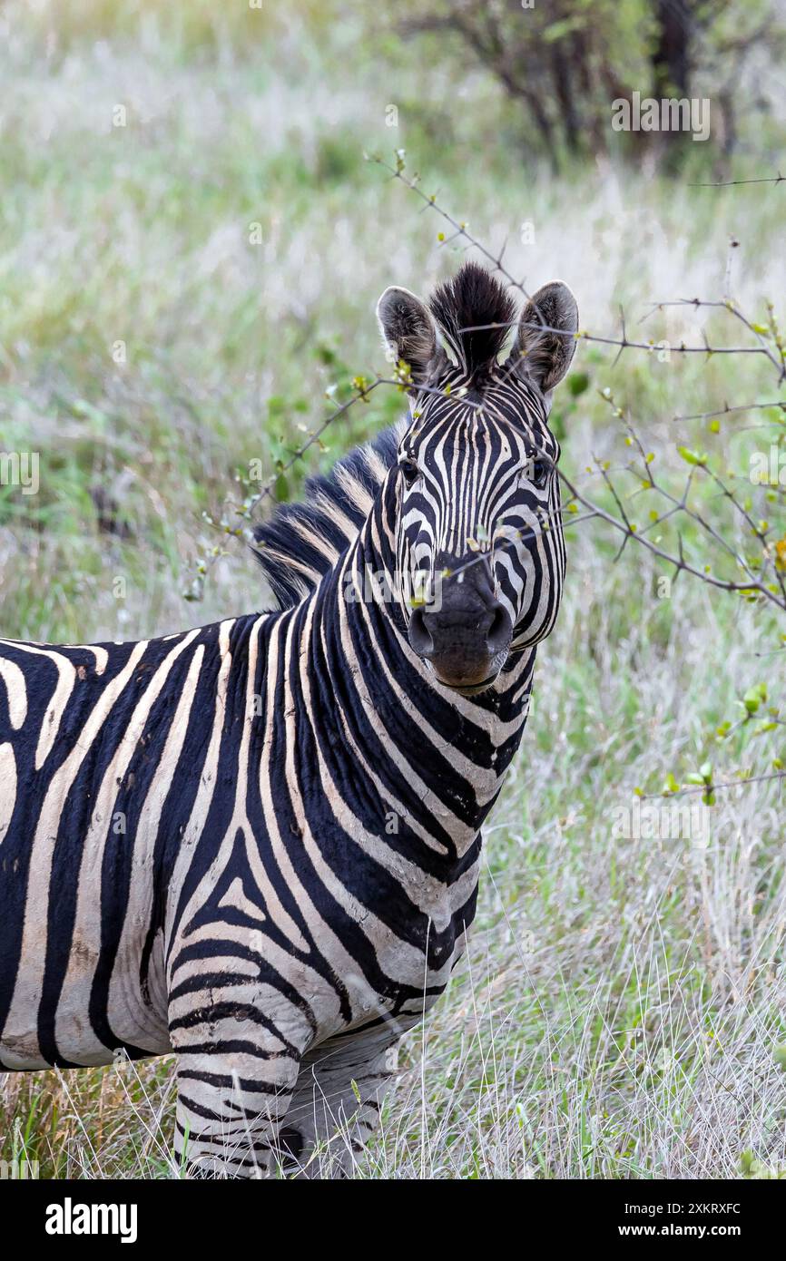 Portrait of African zebra in natural habitat. Safari, Kruger National ...