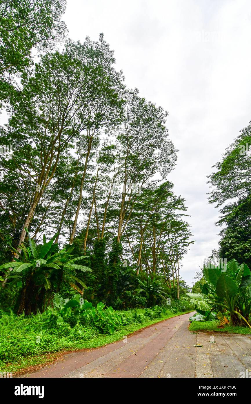 Rail Corridor sights along Bukit Timah Road, Singapore Stock Photo - Alamy