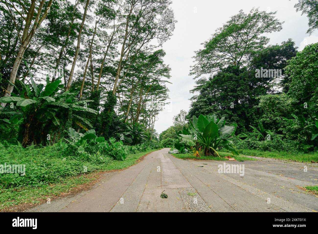 Rail Corridor sights along Bukit Timah Road, Singapore Stock Photo - Alamy