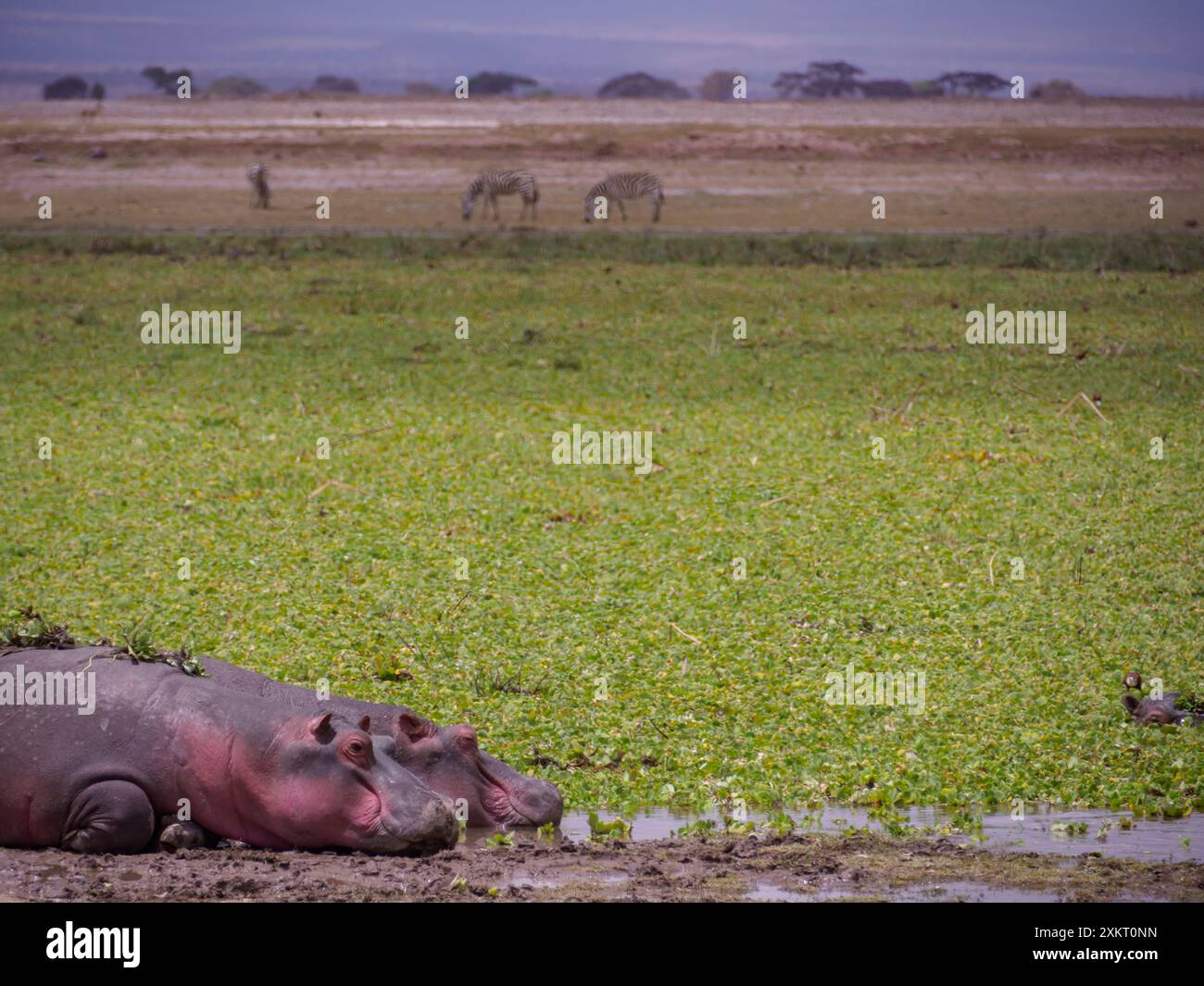 Hippopotamus in the wetlands in Amboseli National Park, Kenya, Africa ...