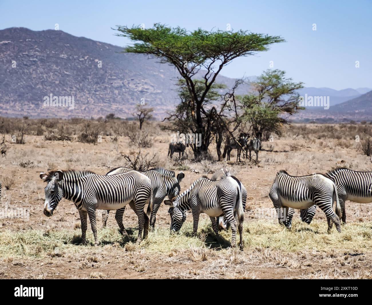 Grevy's zebras eat the hay delivered to them in the park during a ...