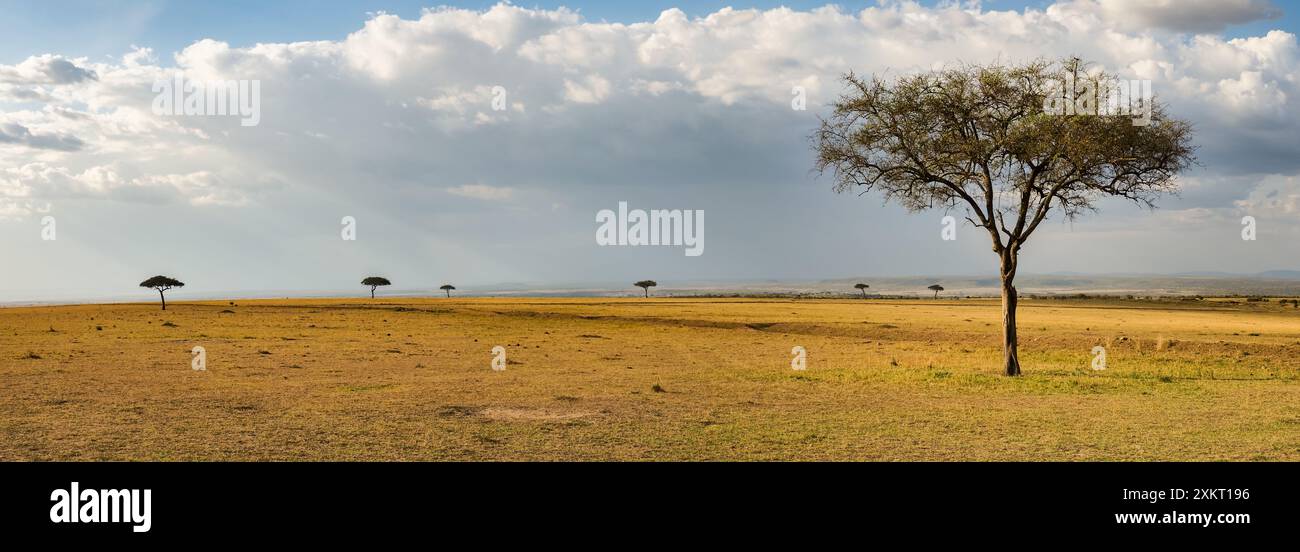 Maasai Mara National Reserve with scattered single Umbrella Acacia ...