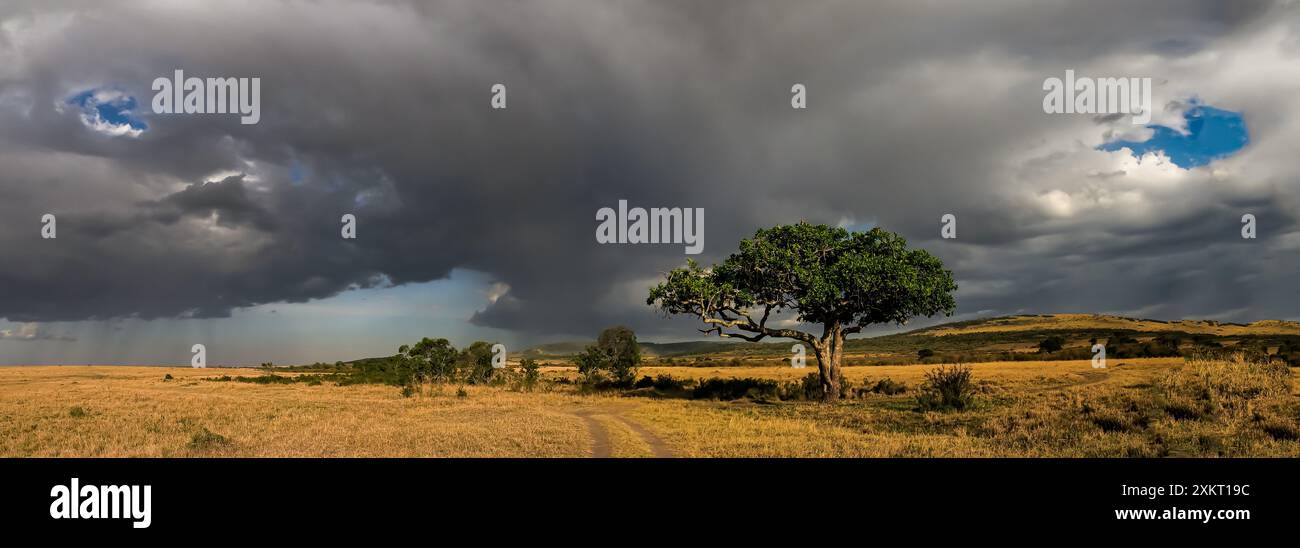 Road through savannah in Masai Mara National Reserve. Maasai Mara, also ...