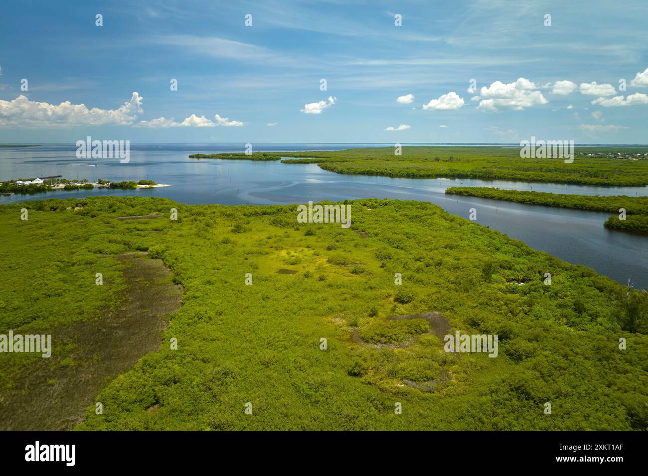 Coastal marsh species hi-res stock photography and images - Alamy