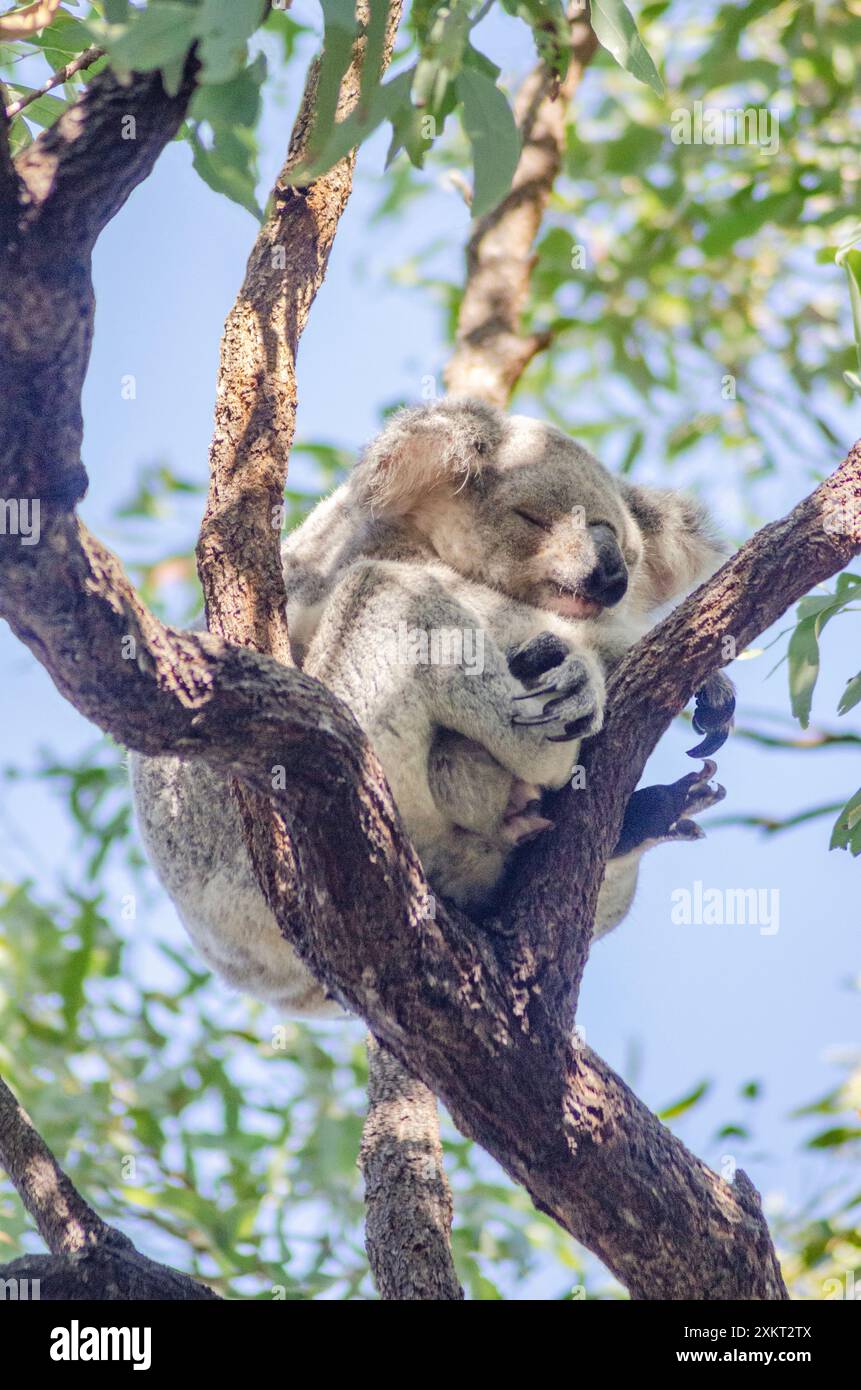 Cute koala bear resting on eucalyptus tree in its natural habitat on Magnetic Island, Queensland ...