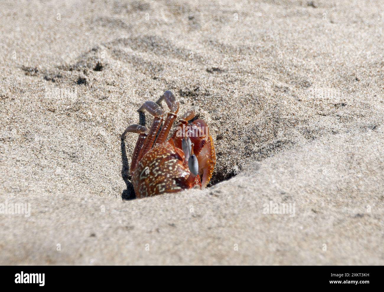 painted ghost crab or cart driver crab, Ocypode gaudichaudii ...