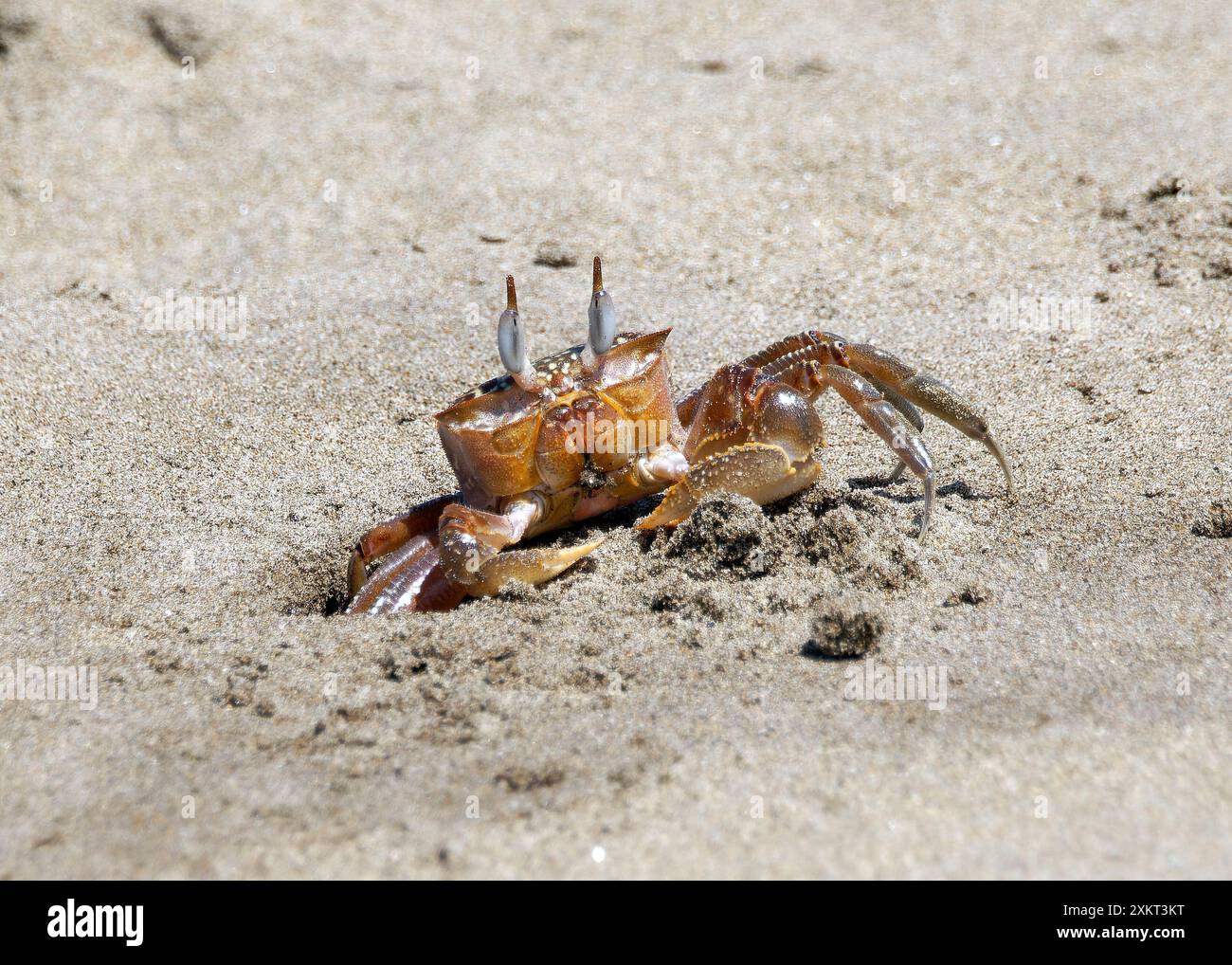 painted ghost crab or cart driver crab, Ocypode gaudichaudii ...