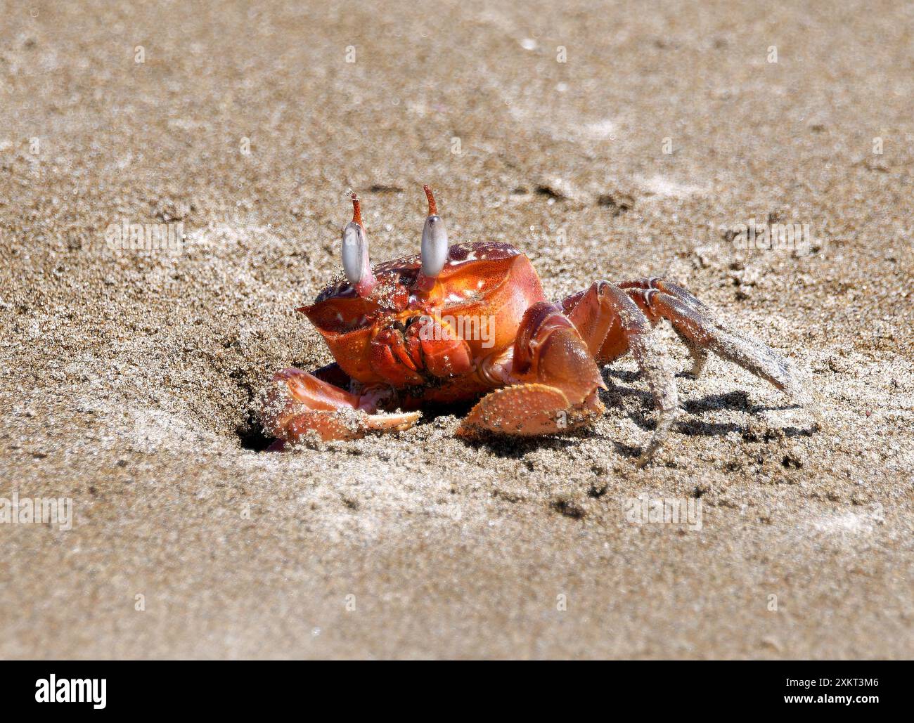 painted ghost crab or cart driver crab, Ocypode gaudichaudii ...