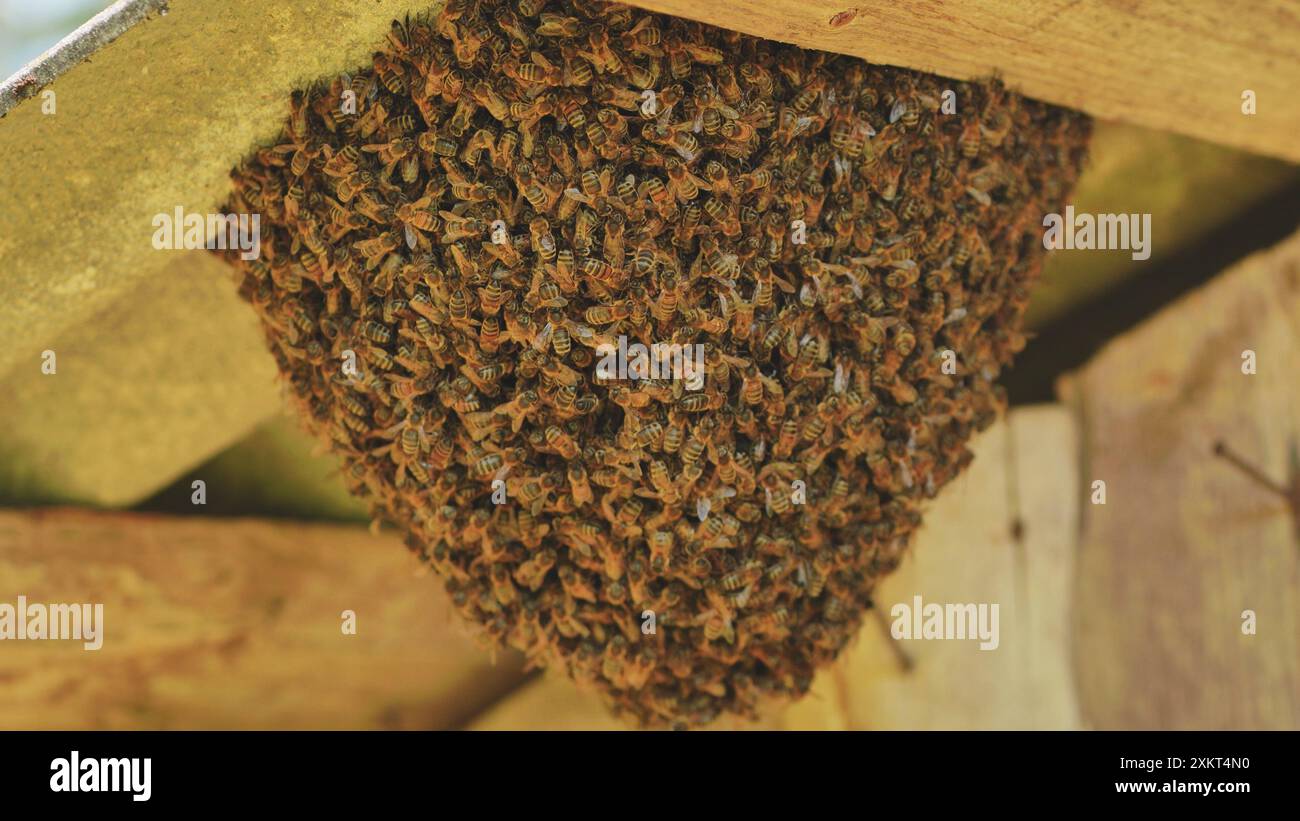 African honey bee wild swarm hi-res stock photography and images - Alamy