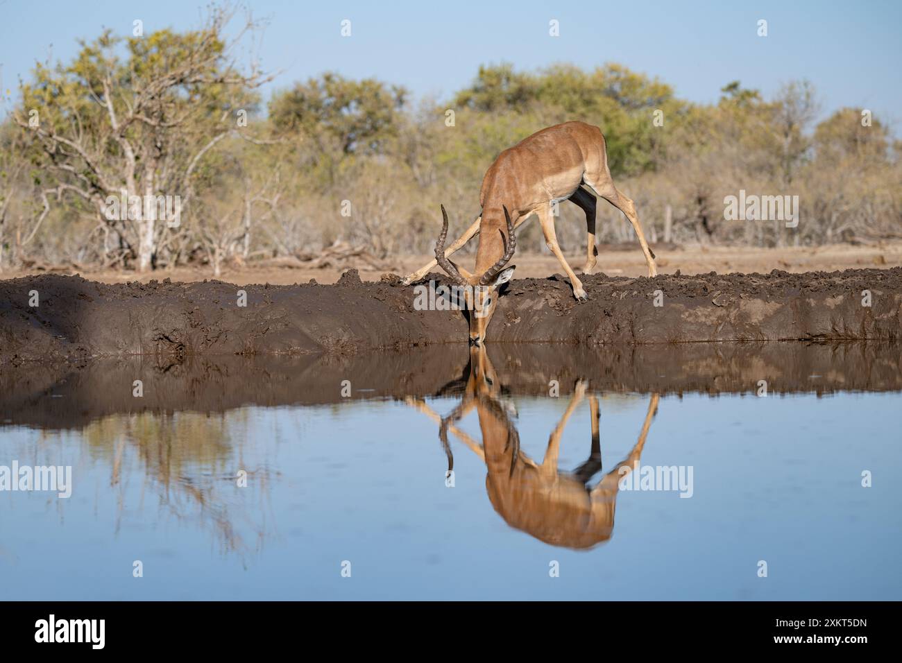 Large male Impala drinking at a water hole in Botswanareflection Stock ...