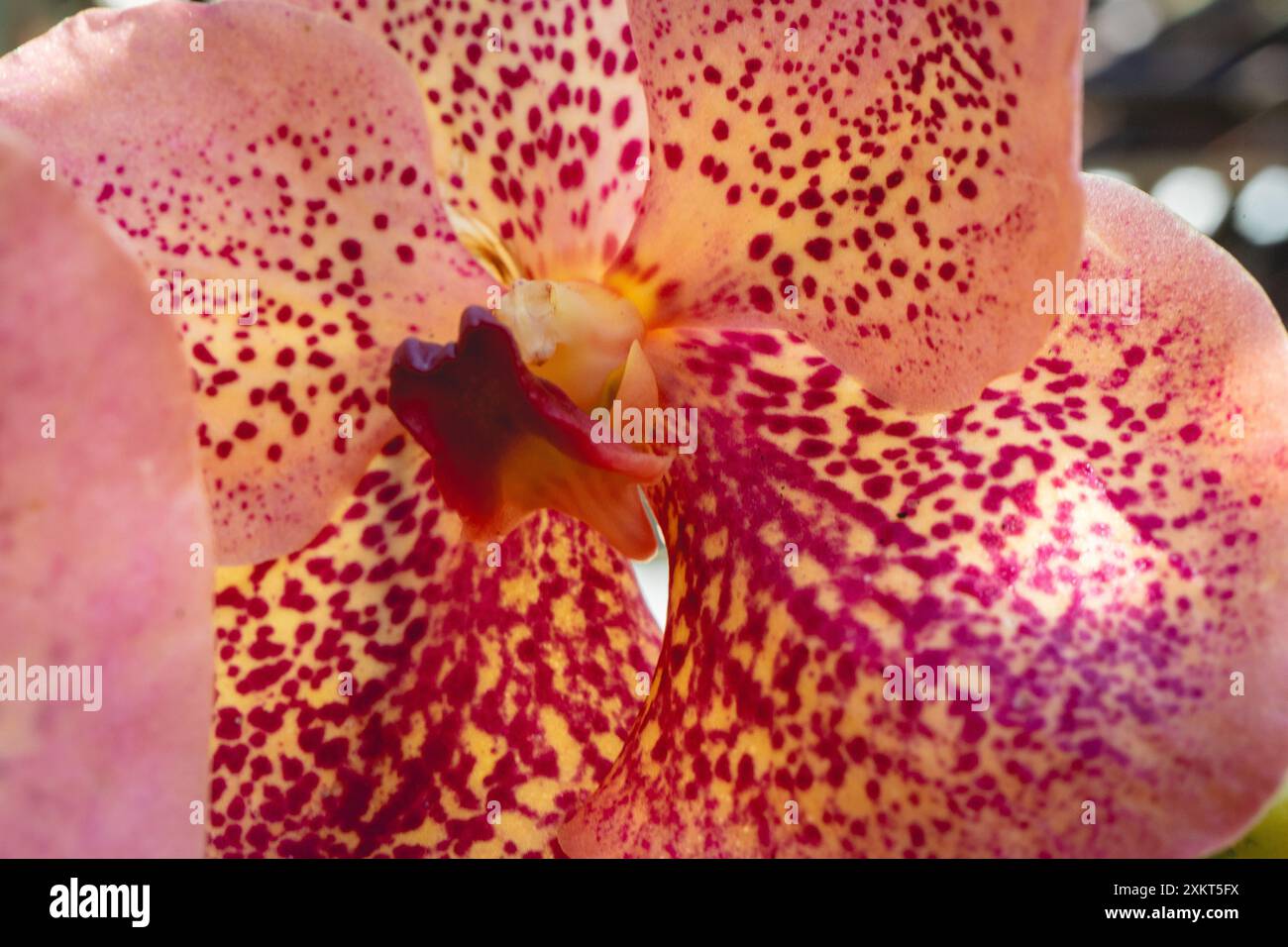 Beautiful orange orchids in the Botanical Garden in São Paulo, Brazil ...