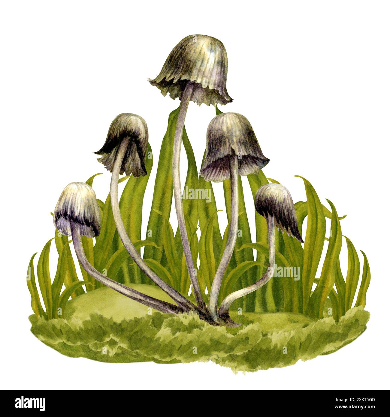Poisonous watercolor toadstools are hand drawn in the green grass on a ...