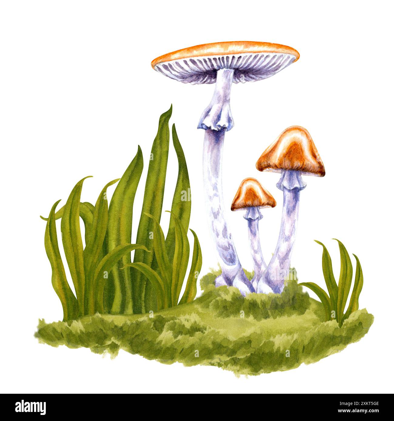 Poisonous watercolor toadstools are hand drawn in the green grass on a ...