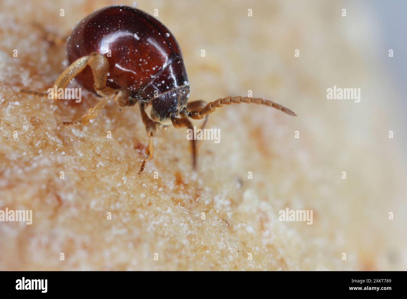Smooth spider beetle, Hump beetle, Shiny spider beetle (Gibbium ...
