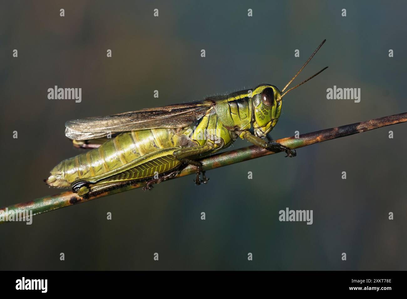 Grasshoppers up close hi-res stock photography and images - Alamy