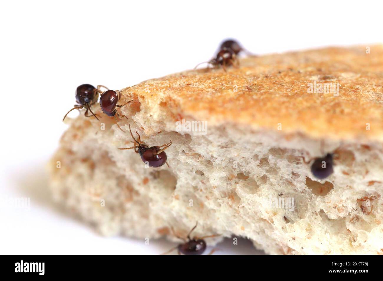 Smooth spider beetles hi-res stock photography and images - Alamy