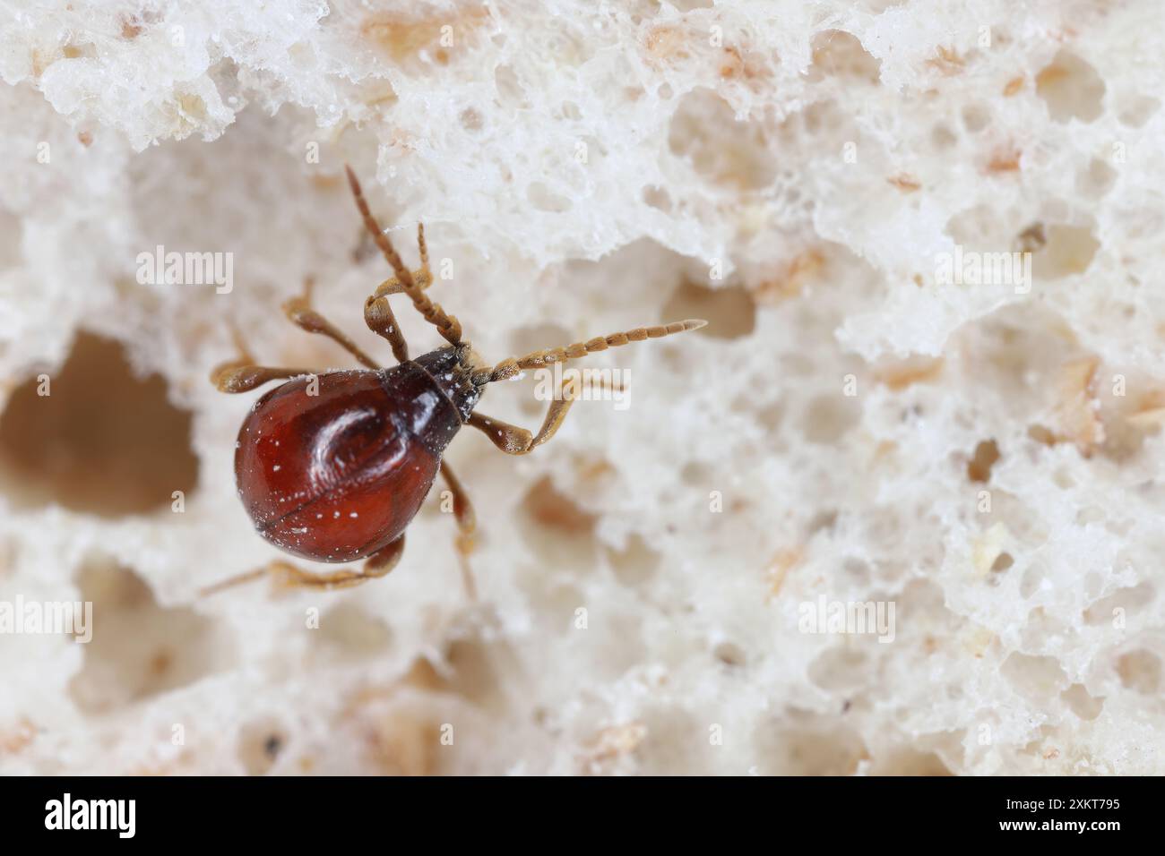 Health smooth hi-res stock photography and images - Alamy