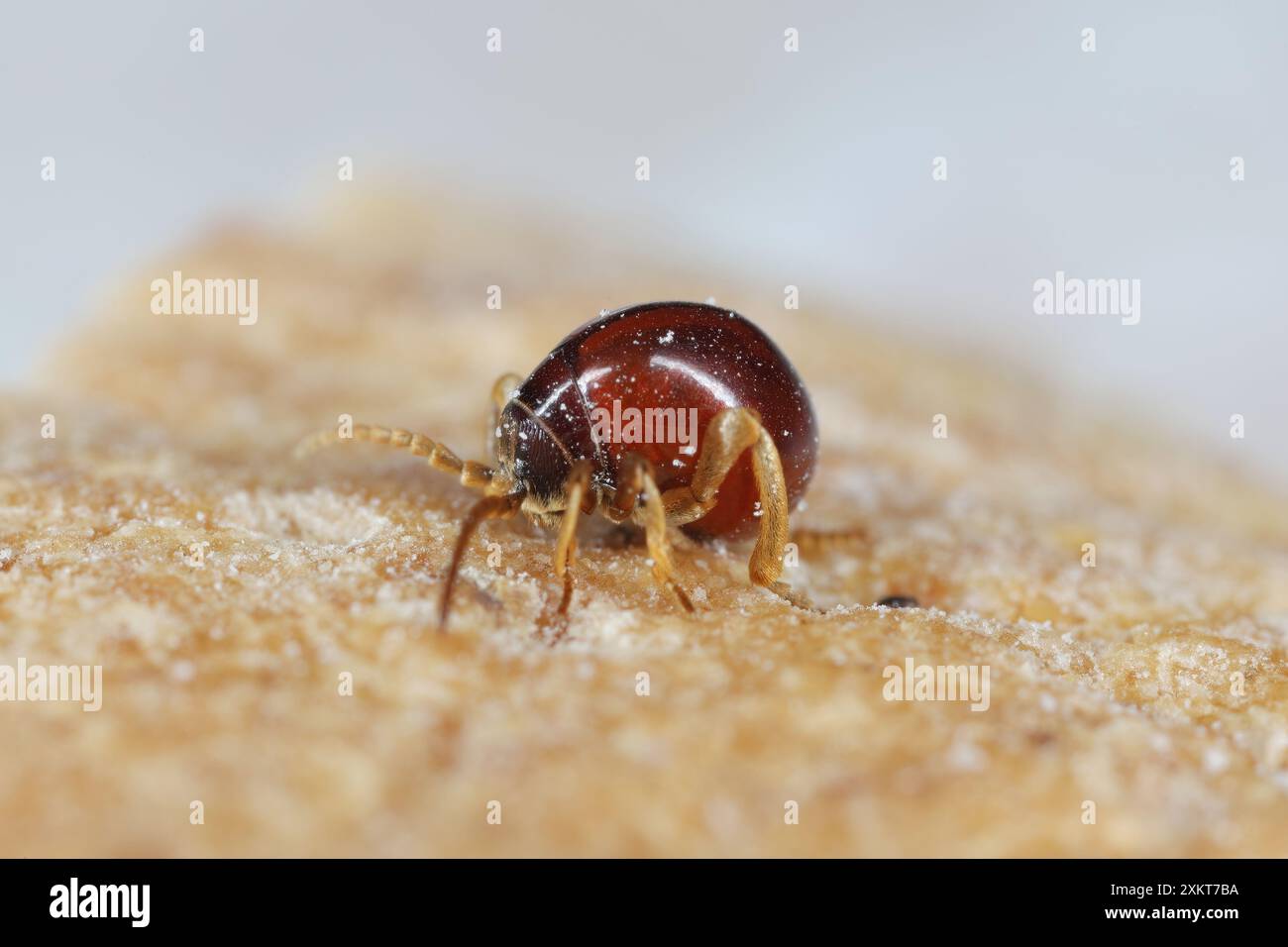 Smooth spider beetle, Hump beetle, Shiny spider beetle (Gibbium ...