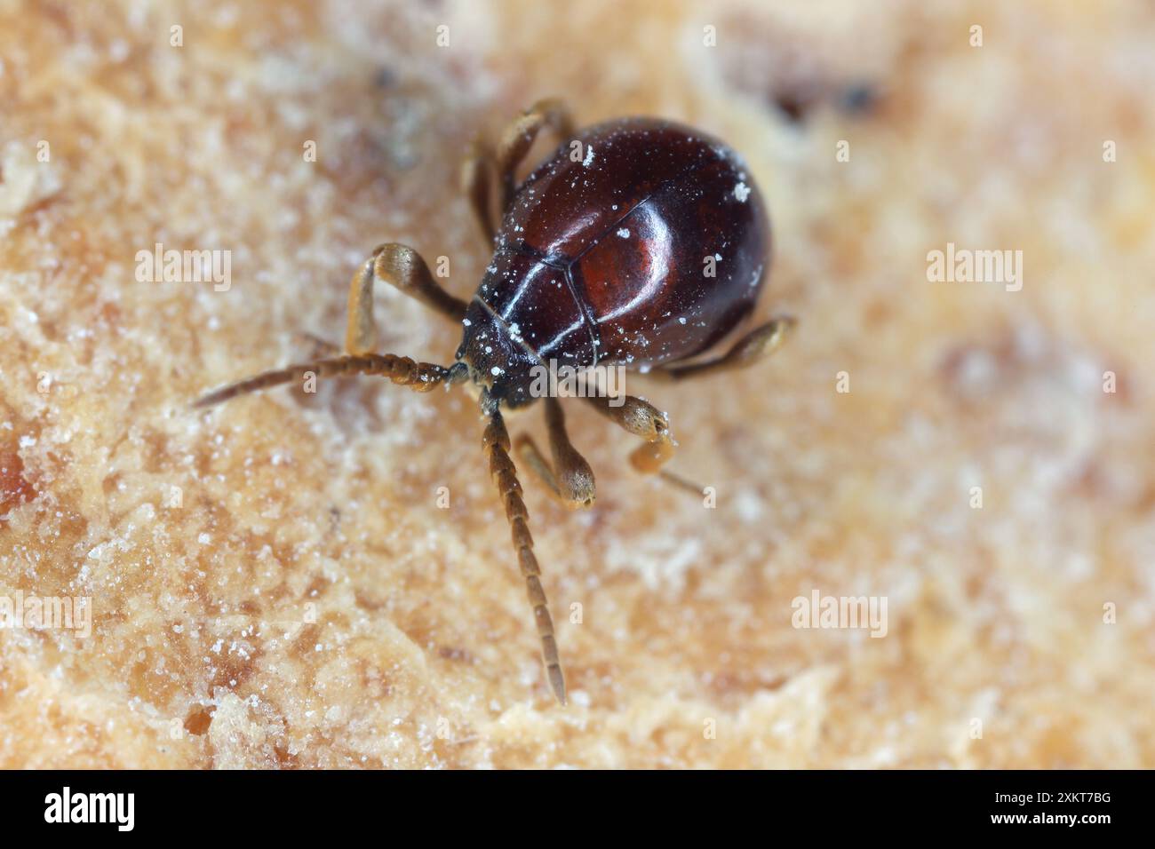 Psylloides hi-res stock photography and images - Alamy